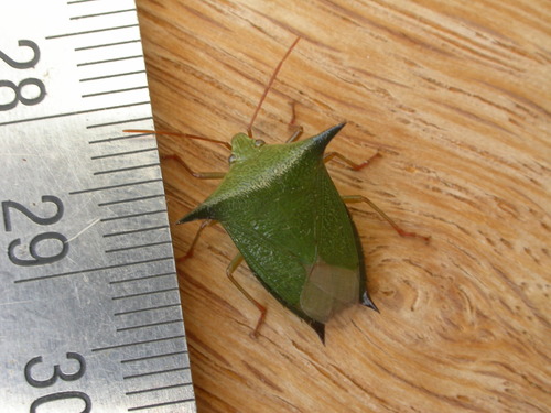 Vitellus rufolineus · iNaturalist