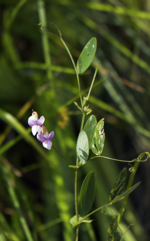 marsh pea in July 2018 by aarongunnar · iNaturalist