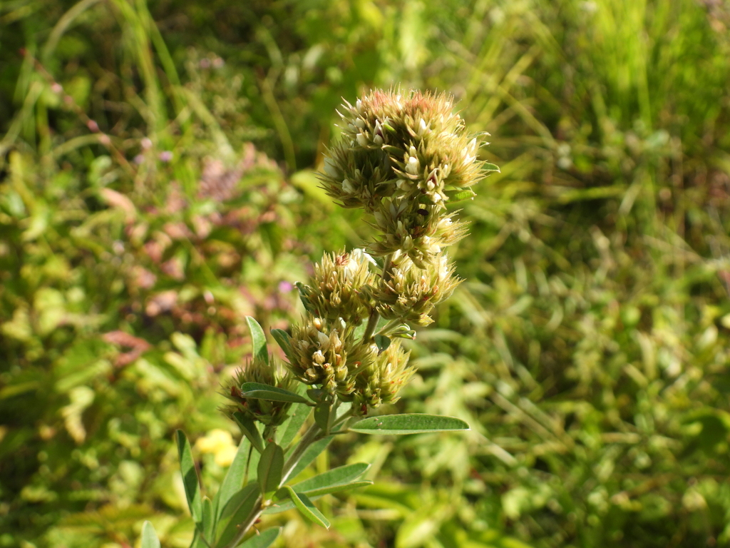round-headed bush clover from Cumberland County, TN, USA on August 21 ...