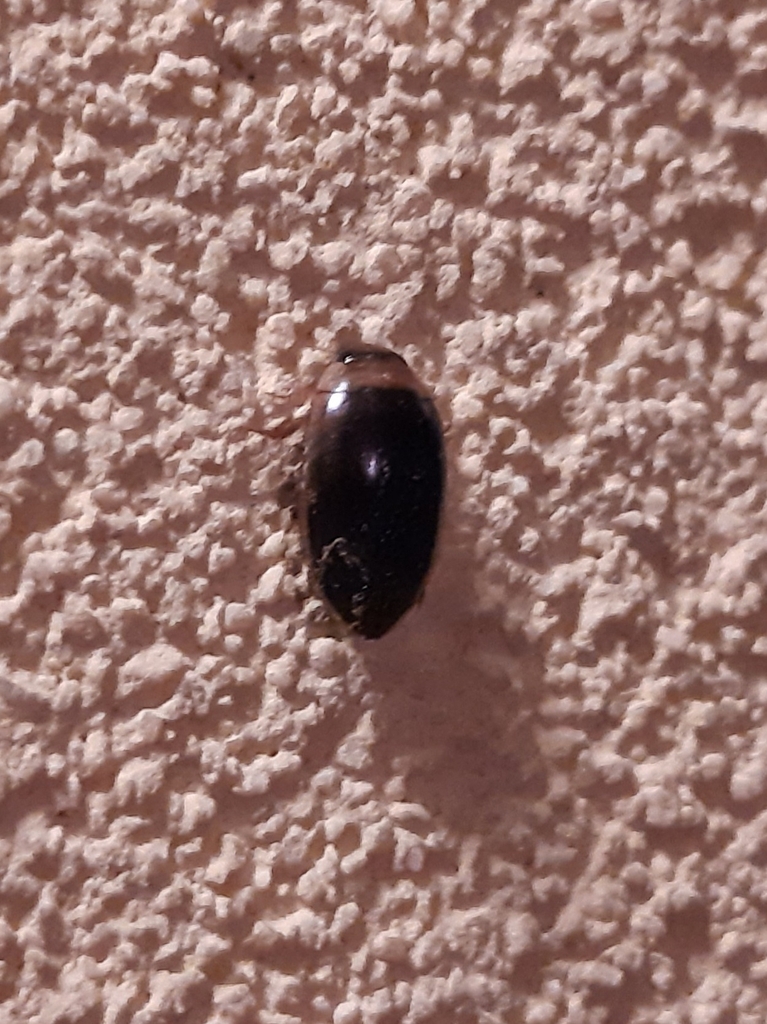 Hydaticus leander from 31046 Faé TV, Italia on August 21, 2023 at 11:09 ...