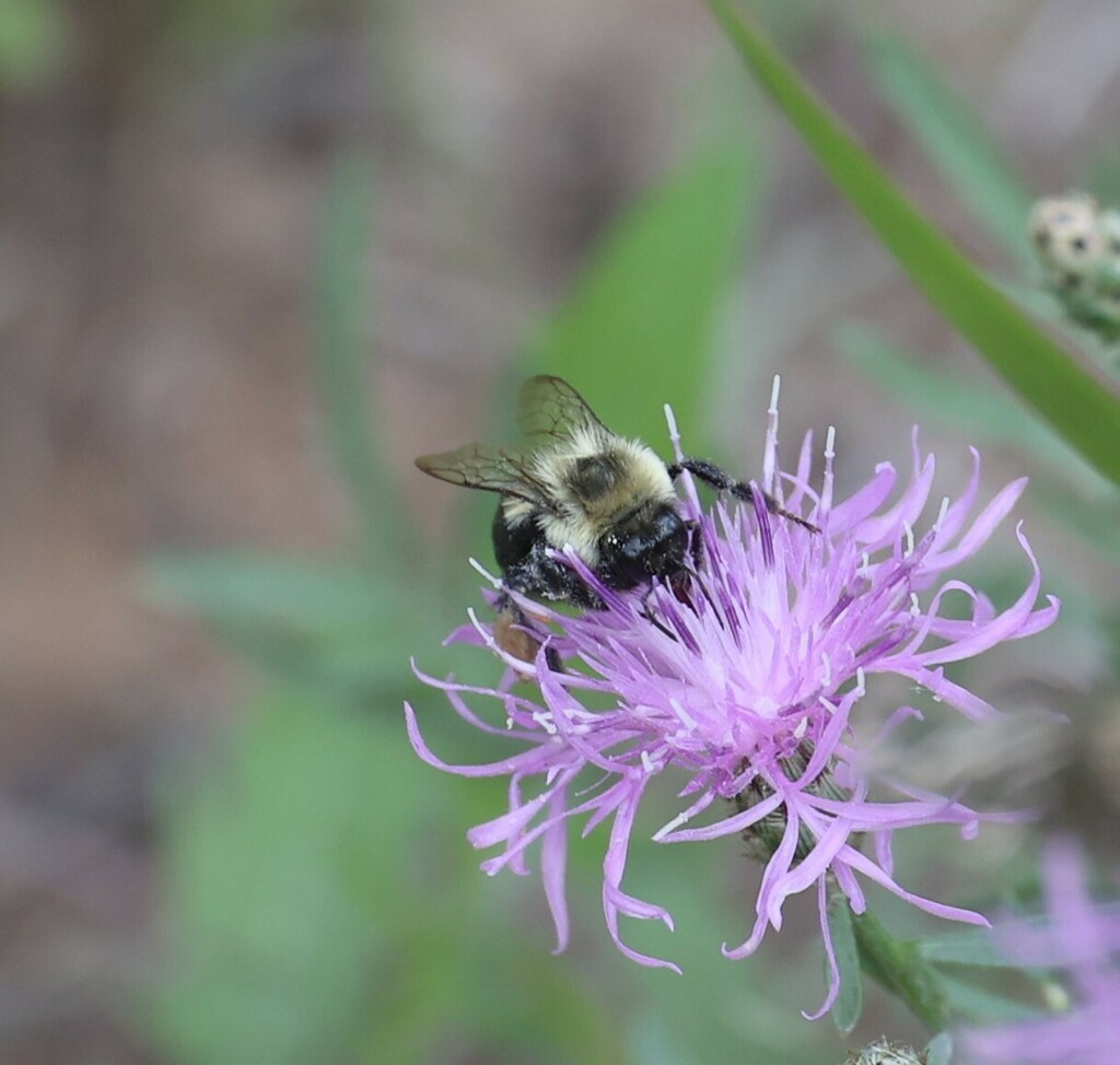 Common Eastern Bumble Bee from Adams County, WI, USA on August 18, 2023 ...