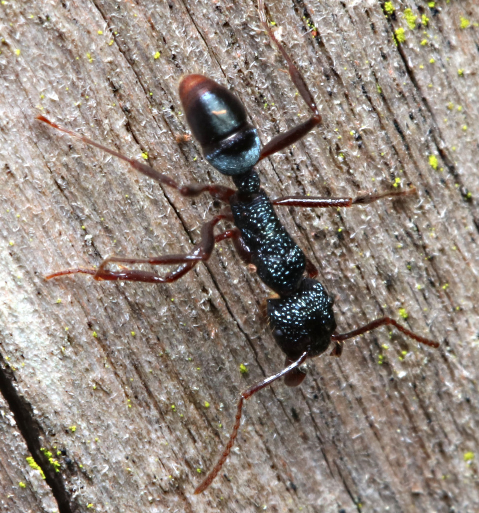 Pony Ants in July 2023 by juliegraham173 · iNaturalist
