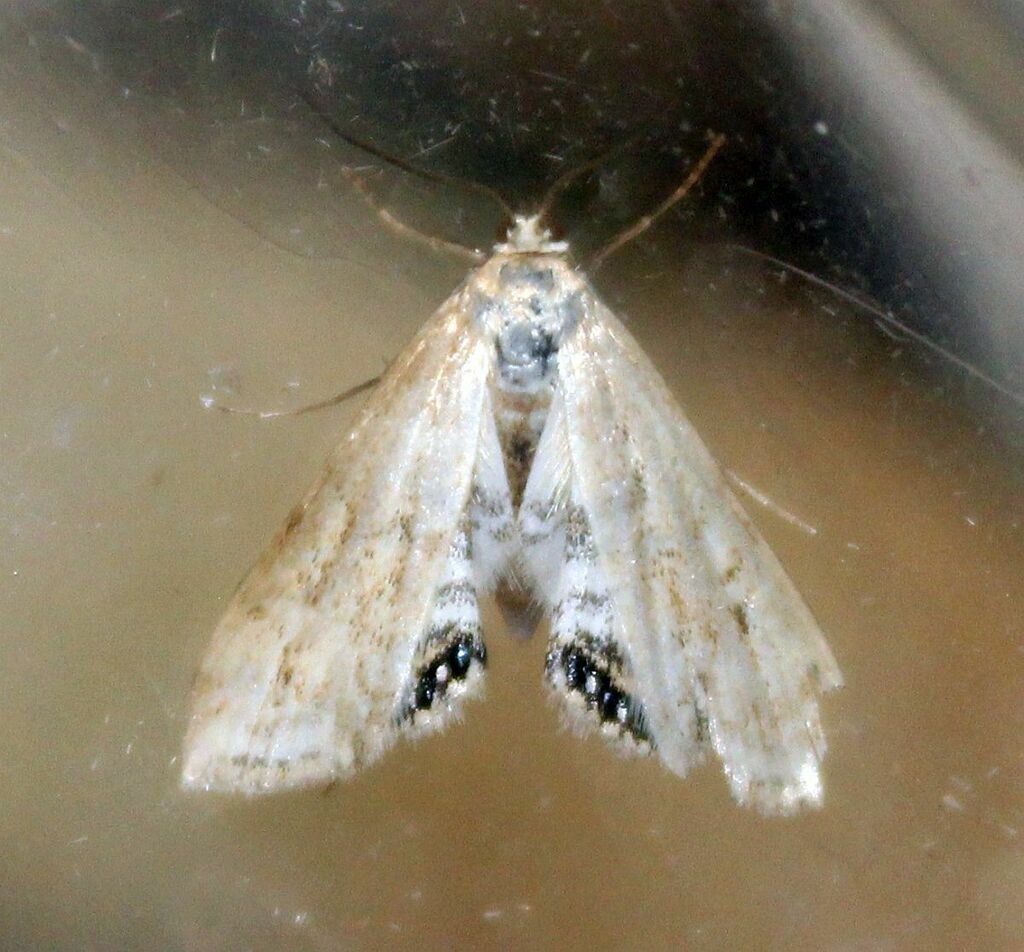 Small China-mark from Netherton, Dudley, UK on August 21, 2023 at 07:26 ...