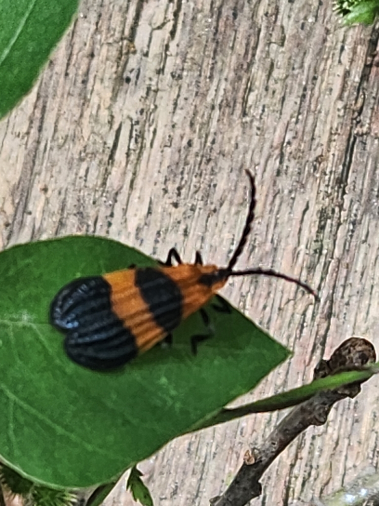 End Band Net-winged Beetle from Clarksburg, MD 20871, USA on August 21 ...