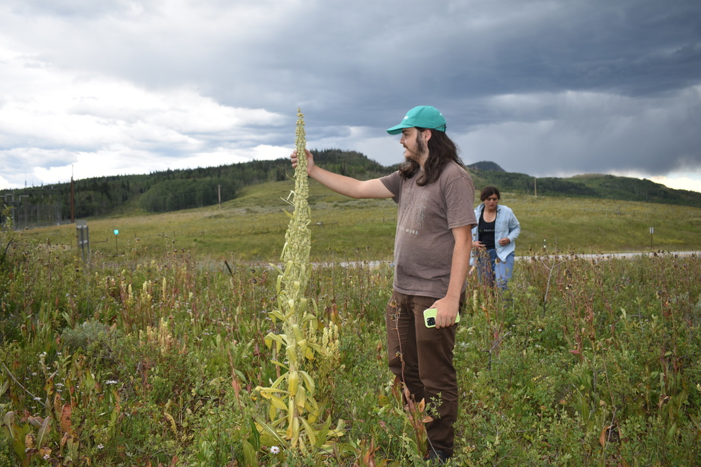 monument plant from Grand County, CO, USA on August 5, 2023 at 06:18 PM ...
