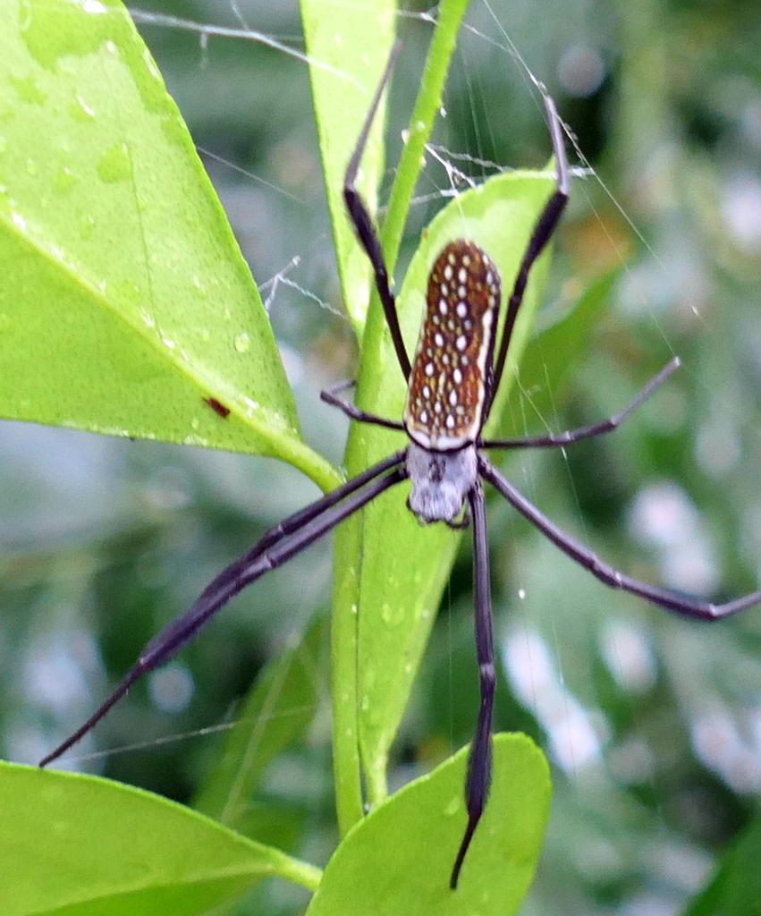 Golden Silk Spider from Zona rural de Paudalho - Pernambuco on August ...