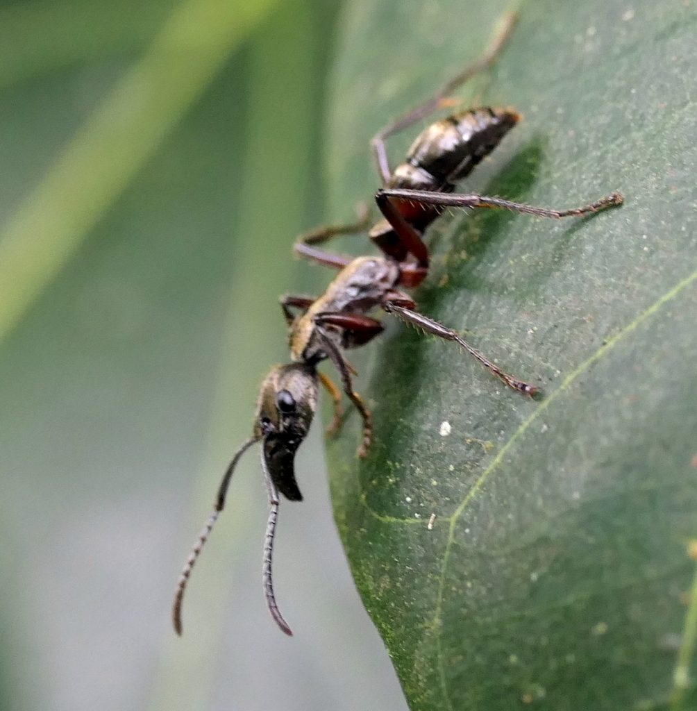 Foetida-group Panther Ants from Zona rural de Paudalho - Pernambuco on ...