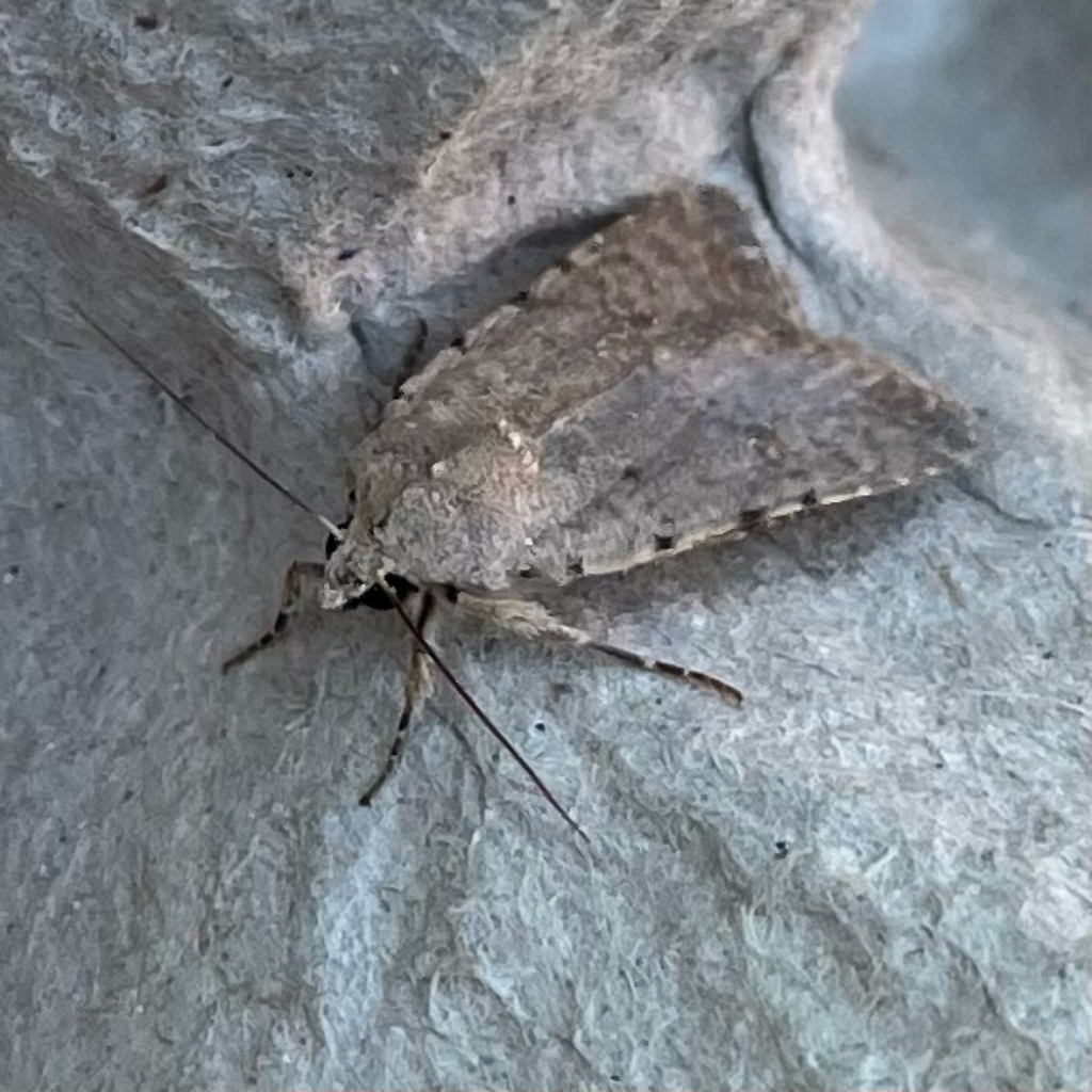 Civil Rustic Moth from Peterborough on August 19, 2023 at 10:04 AM by ...