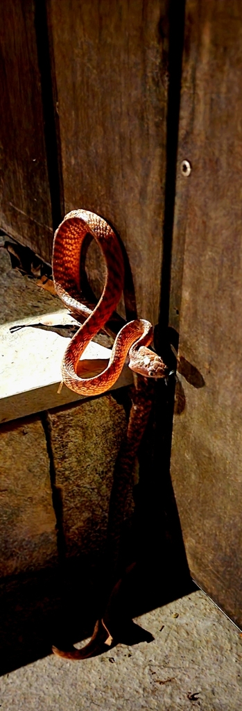 Brown Tree Snake from Tallebudgera Valley QLD 4228, Australia on August ...
