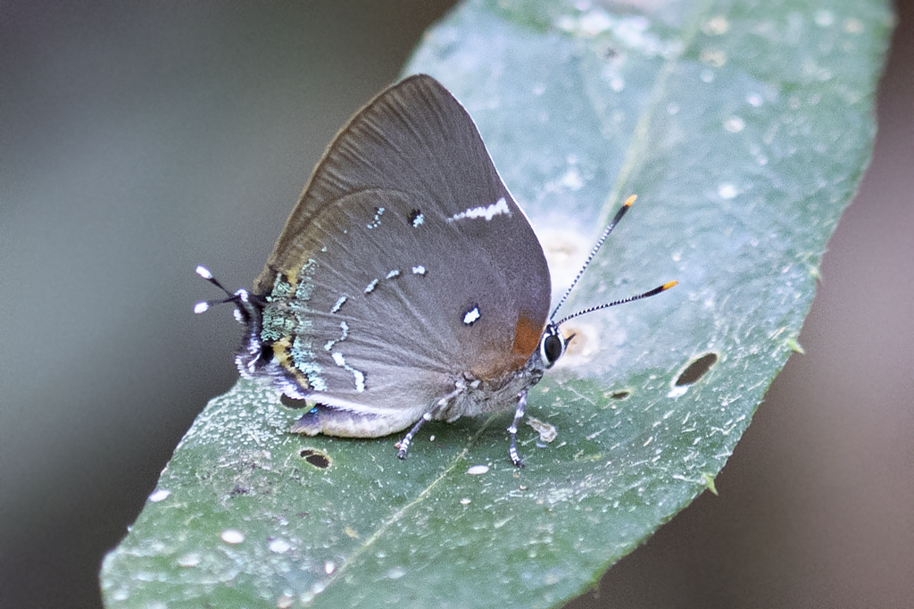 Oenomaus melleus from Parauapebas, Pará, Brazil on August 21, 2023 at ...