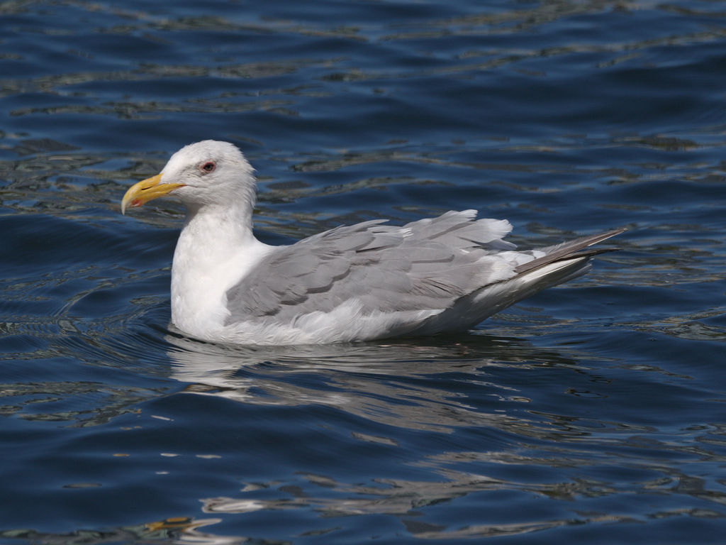Olympic Gull from Vancouver, BC, Canada on August 18, 2023 at 12:13 PM ...