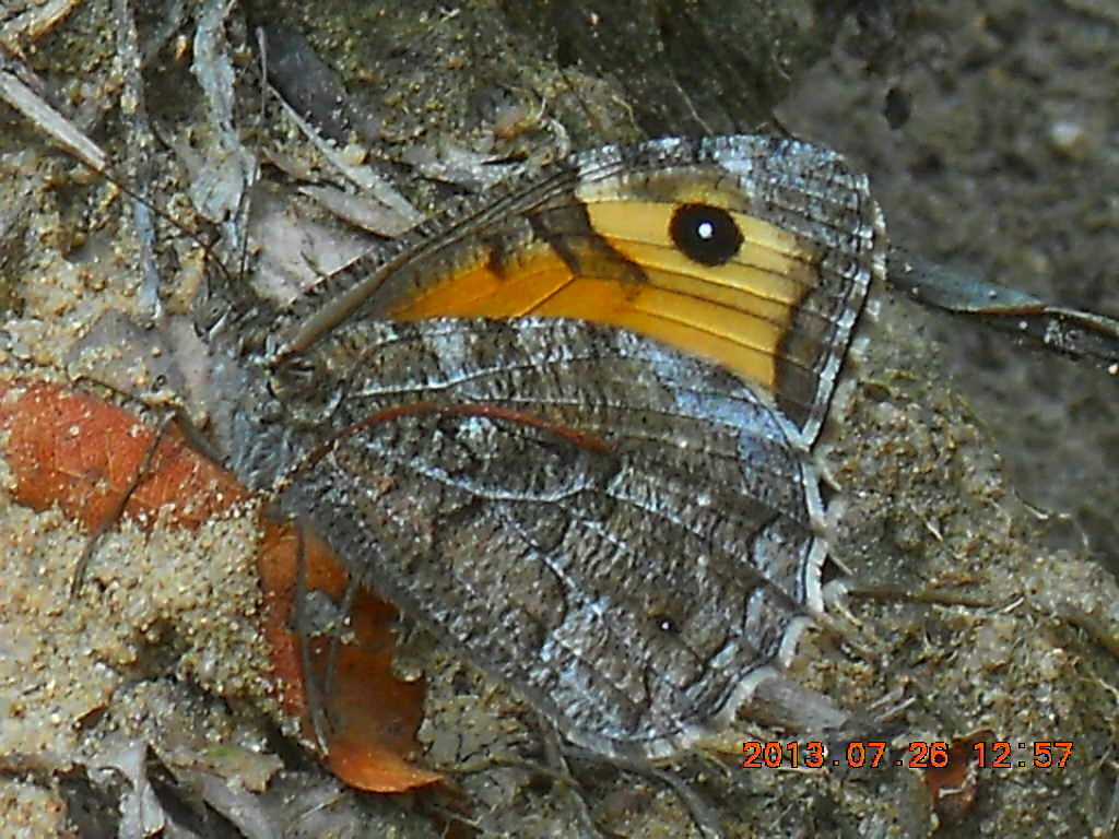 Grayling from Лидский район, Беларусь on July 26, 2013 at 12:57 PM by ...