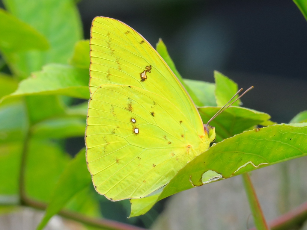 Cloudless Sulphur (Lepidoptera of Loreto, Peru) · iNaturalist