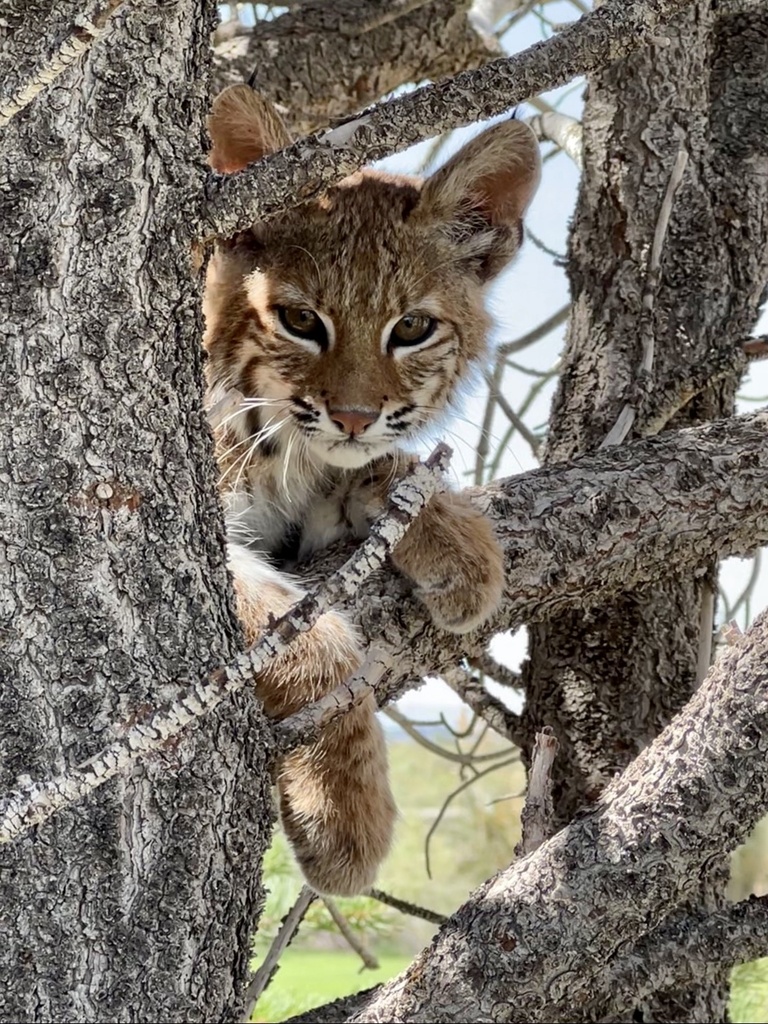 Bobcat in August 2023 by willow_08. lifestage: juvenile took with phone ...