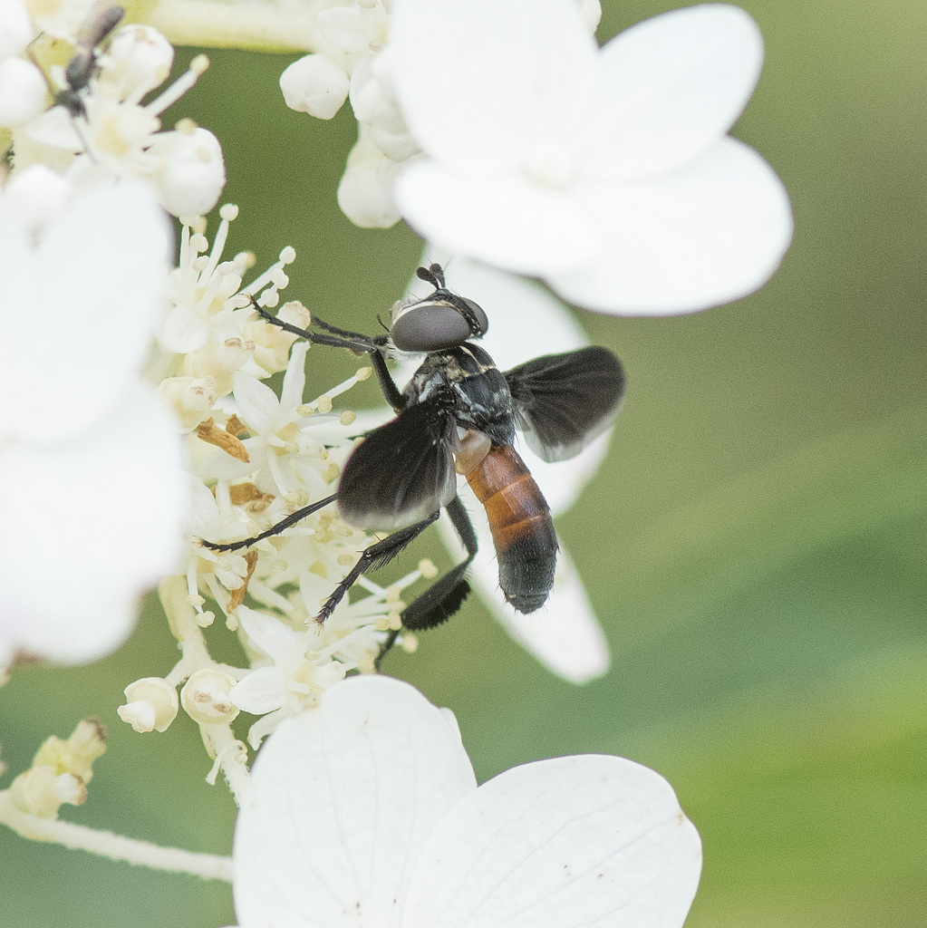 Swift Feather-legged Fly from Montgomery County, OH, USA on August 13 ...