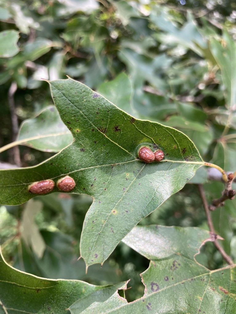 Oak Leaf Gall Midge from Bowie, MD, US on August 21, 2023 at 12:42 PM ...