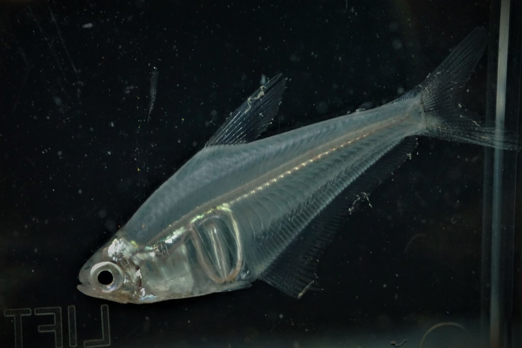 Characids (Characidae) - Marine Life Identification