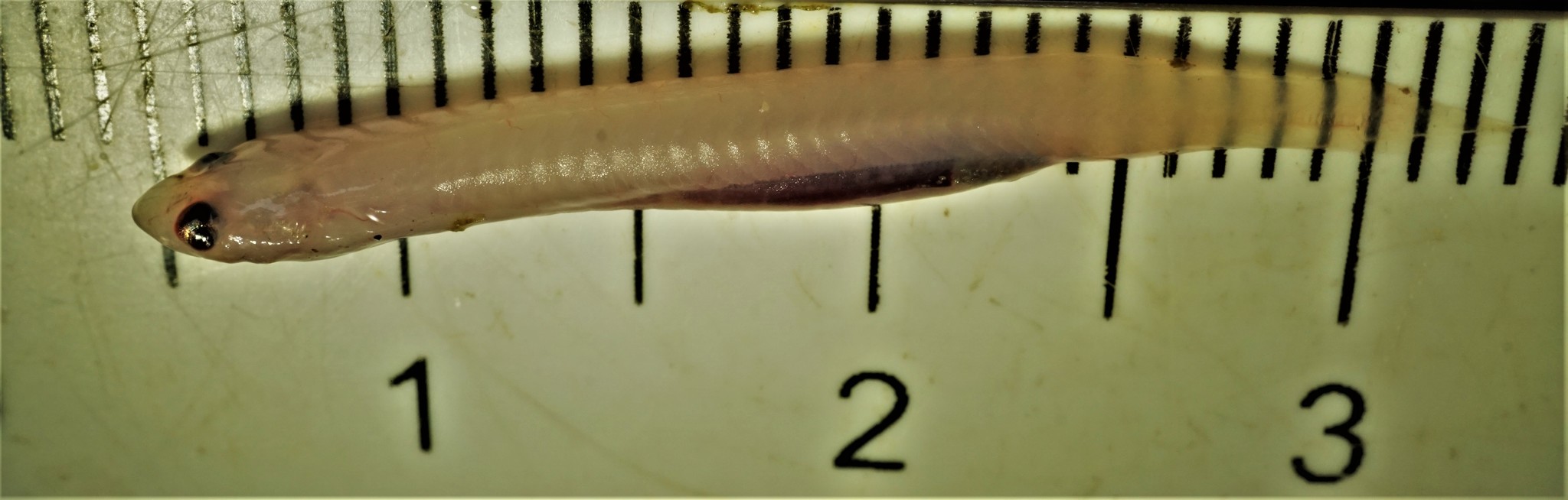 Vandellia sanguinea Eigenmann, 1917