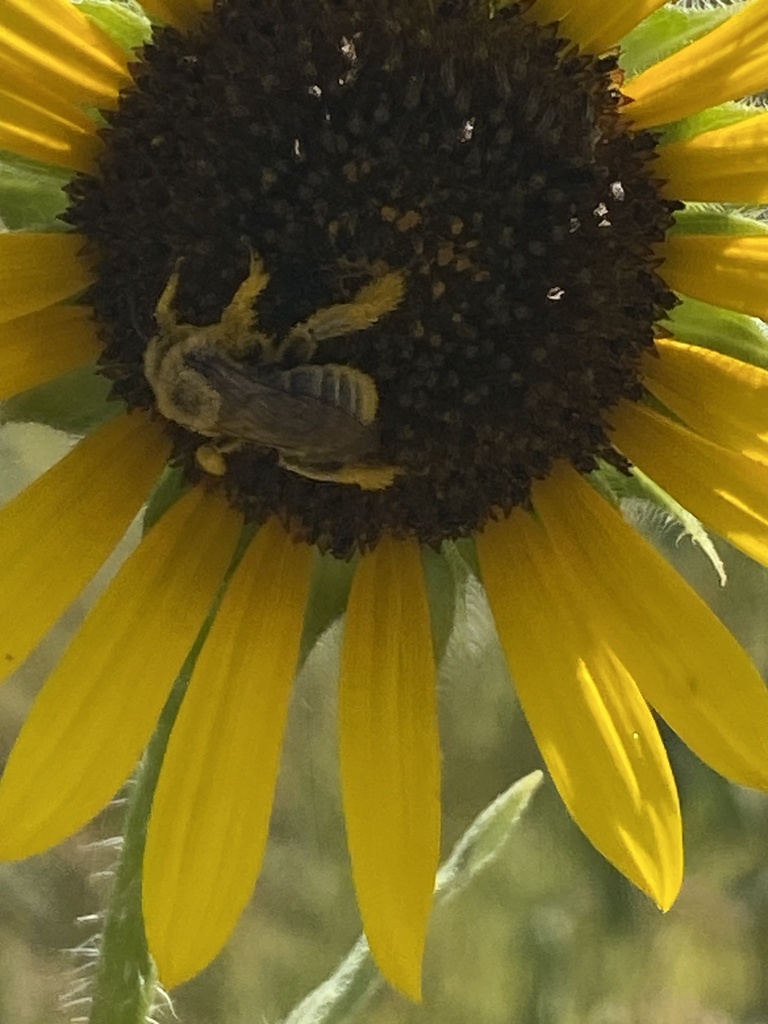 Sunflower Chimney Bee from Canyon, TX, US on August 21, 2023 at 03:49 PM by Grace Millsap ...