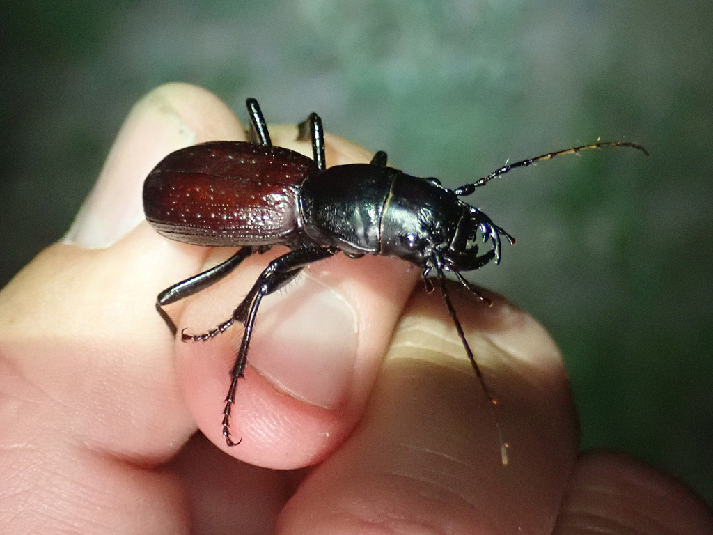 Plateau Giant Tiger Beetle in August 2023 by Will Richardson · iNaturalist