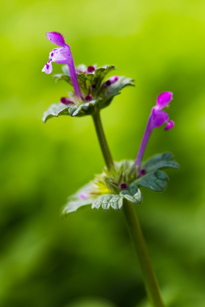 Henbit (Plants of Overton Park's Old Forest, Memphis, TN) · iNaturalist