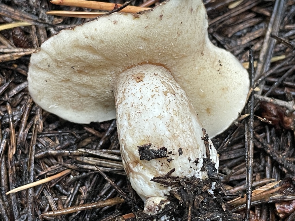 Suillus subalpinus from El Dorado County, CA, USA on August 19, 2023 at ...