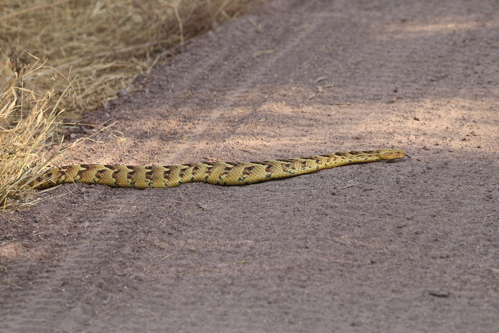 Puff Adder from Lake Manyara, Tanzania on August 1, 2023 at 09:22 AM by ...
