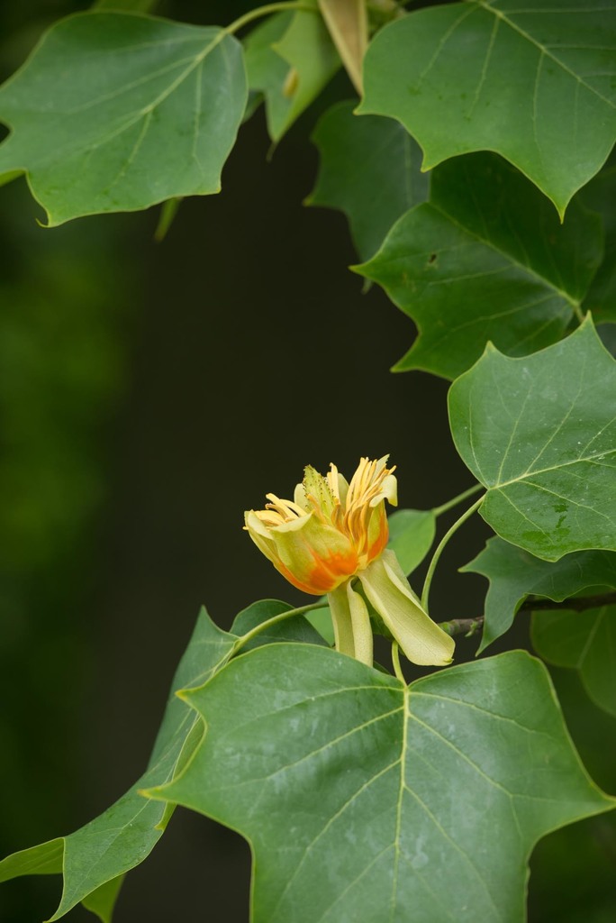 Tulip poplar (Plants of Overton Park's Old Forest, Memphis, TN ...