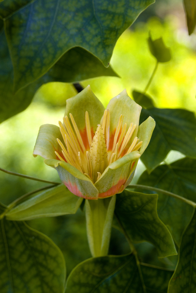Tulip poplar (Plants of Overton Park's Old Forest, Memphis, TN ...