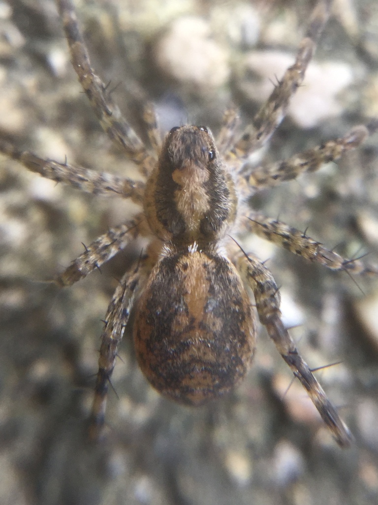 Shore Spider in August 2023 by Matthew Lindsey. Short-snouted + sternum ...