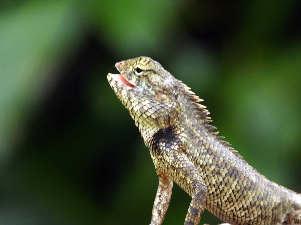 Oriental Garden Lizard from Devihasol, Maharashtra 416713, India on ...