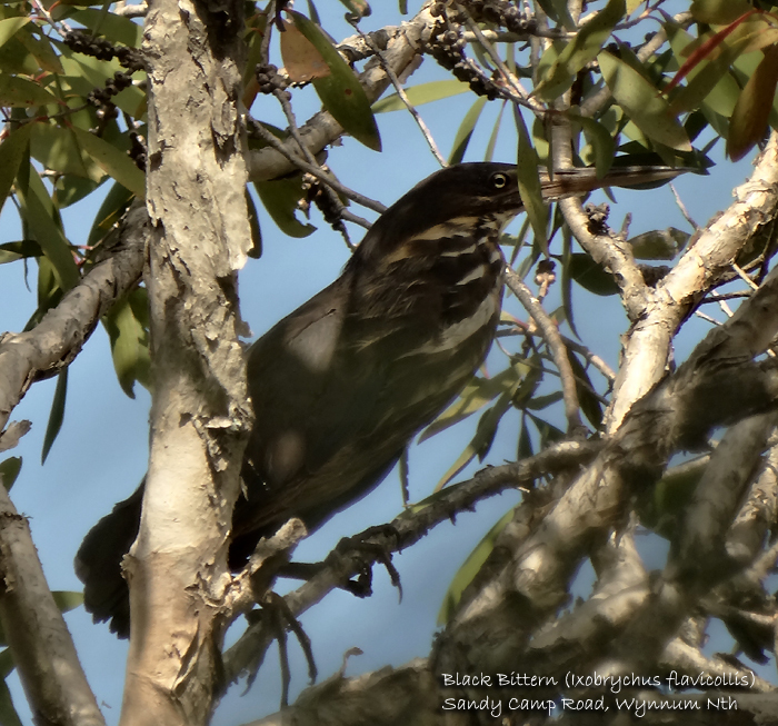 Black Bittern from Sandy Camp Rd, Wynnum West QLD 4178, Australia on ...