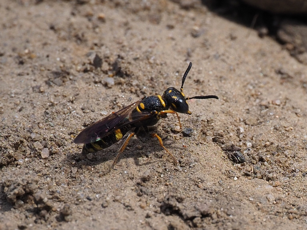 Hump-backed Beewolf from Prospect Park (incl. Brooklyn Botanic Garden ...