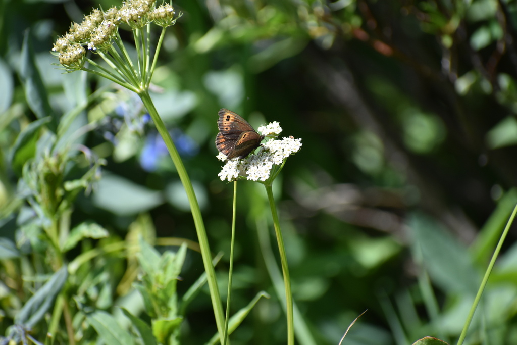 Common Alpine from Lake County, CO, USA on August 6, 2023 at 12:00 PM ...