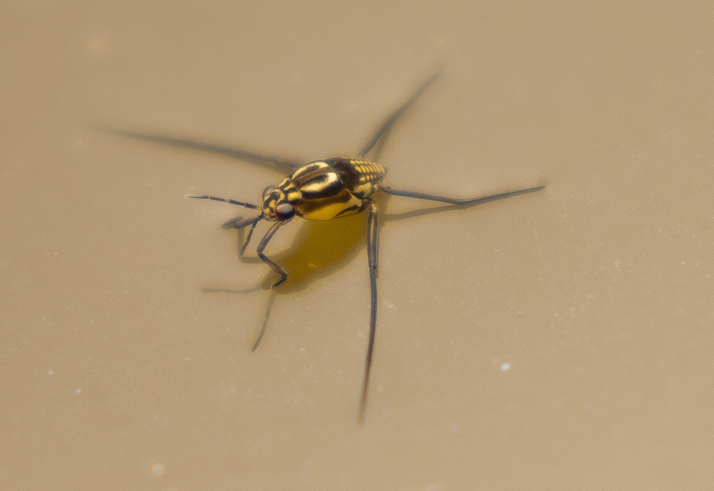 Trepobates desde Pueblo Rico, Pueblo Rico, Risaralda, CO el 01 de ...