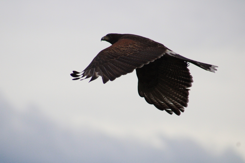 Bay-winged Hawk from Santiago, Región Metropolitana, Chile on August 20 ...