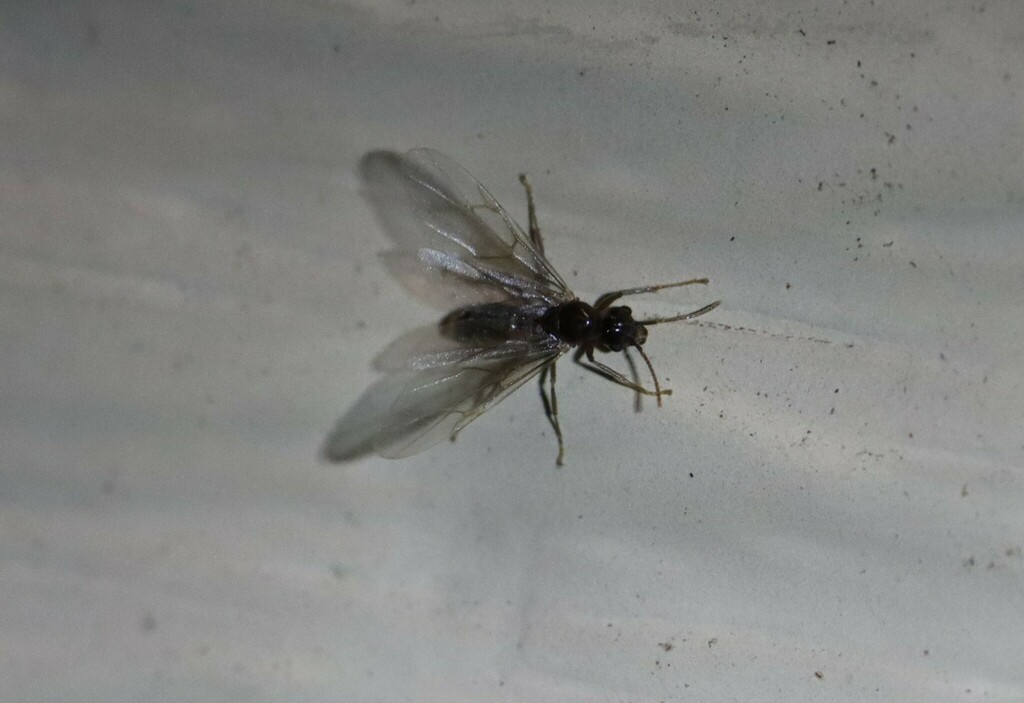 Ants from Windsor, CT, USA on August 21, 2023 at 08:11 PM by ...