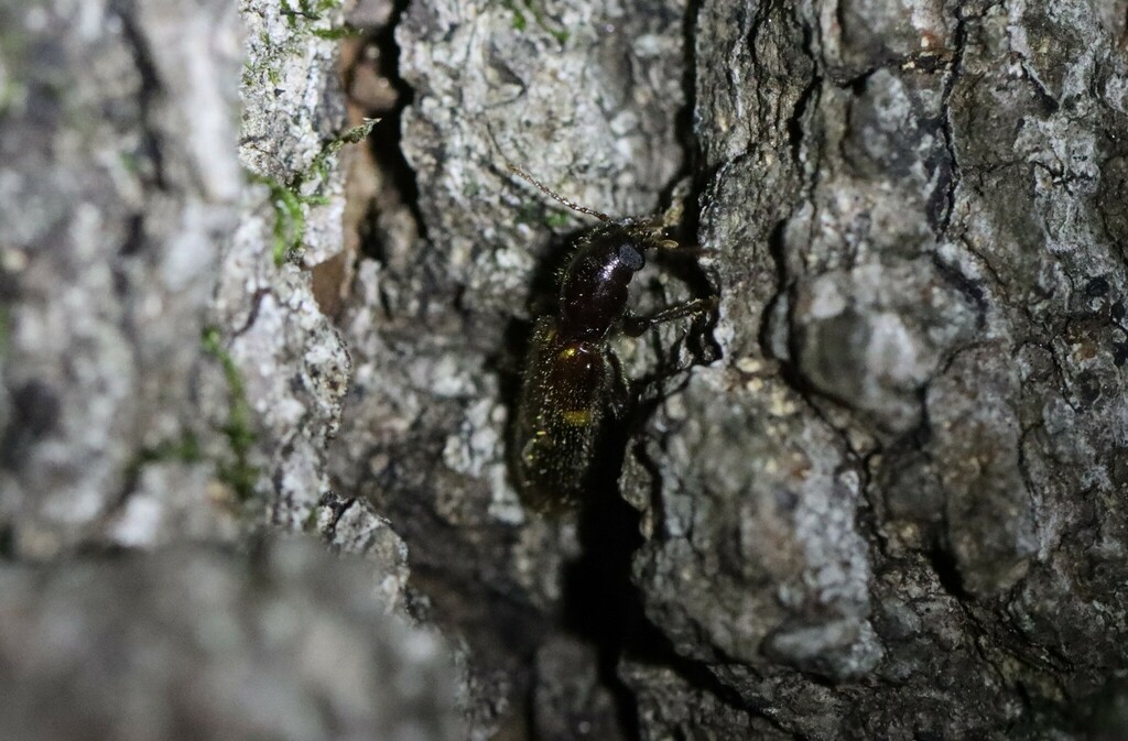 Beetles from Windsor, CT, USA on August 21, 2023 at 08:16 PM by ...