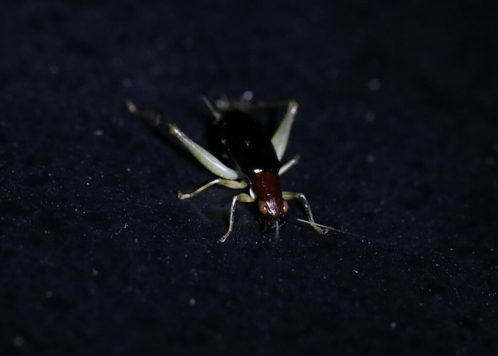 Red-headed Bush Cricket from Windsor, CT, USA on August 21, 2023 at 08: ...