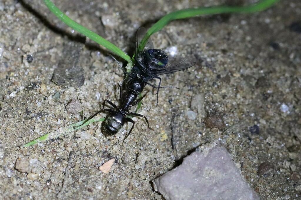 Calyptrate Flies from Windsor, CT, USA on August 21, 2023 at 08:33 PM ...