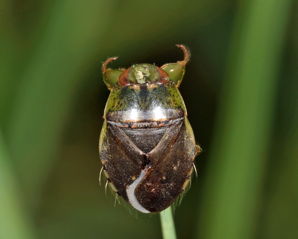 Pelocoris femoratus from Bolton, MA, USA on August 21, 2023 at 01:49 PM ...
