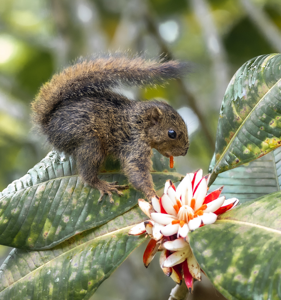 Western Dwarf Squirrel from Pueblo Rico, Pueblo Rico, Risaralda, CO on ...