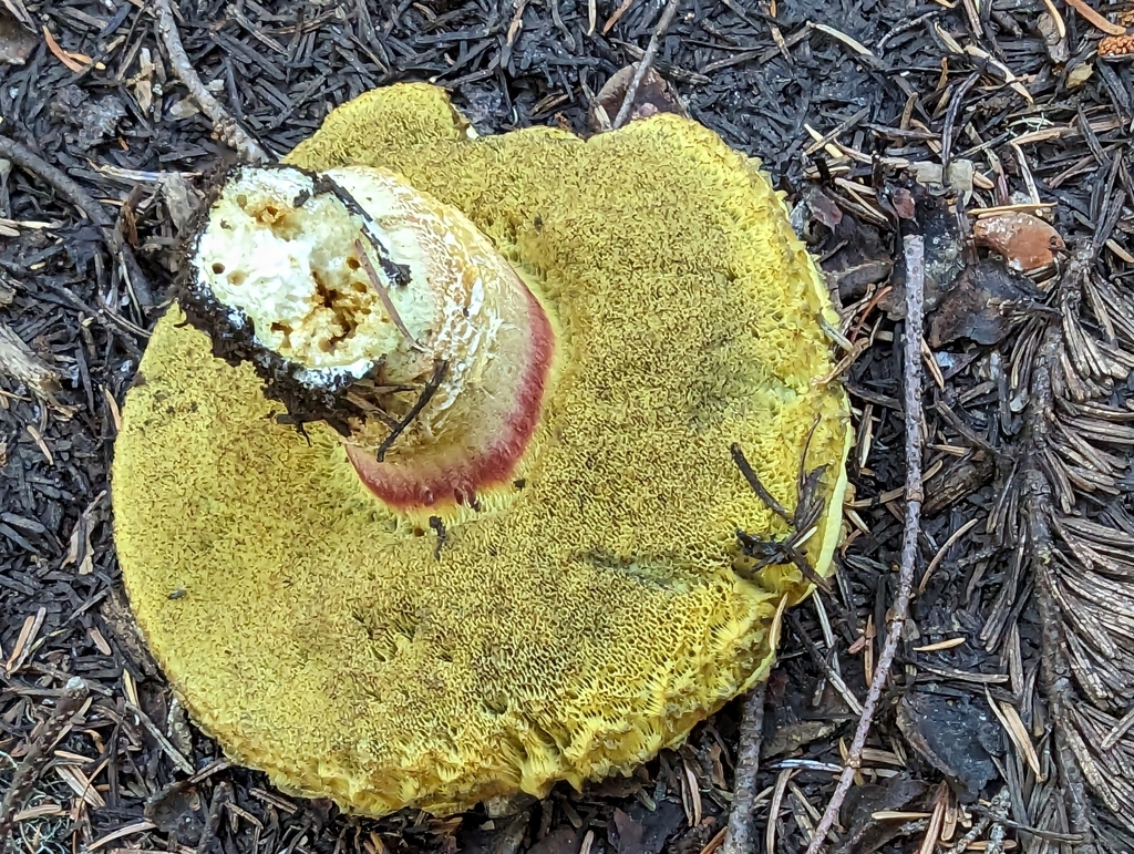 Smith's Bolete from Idanha, OR 97350, USA on August 18, 2023 at 09:39 ...