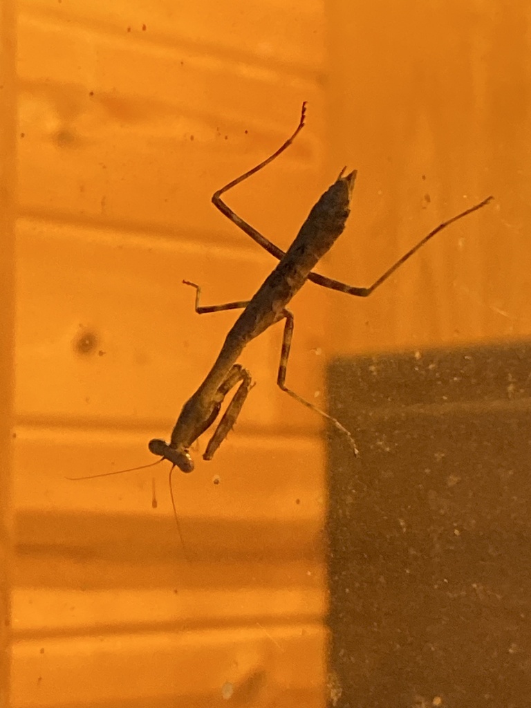 Stagmomantis from Morton Ct, Springtown, TX, US on August 21, 2023 at ...