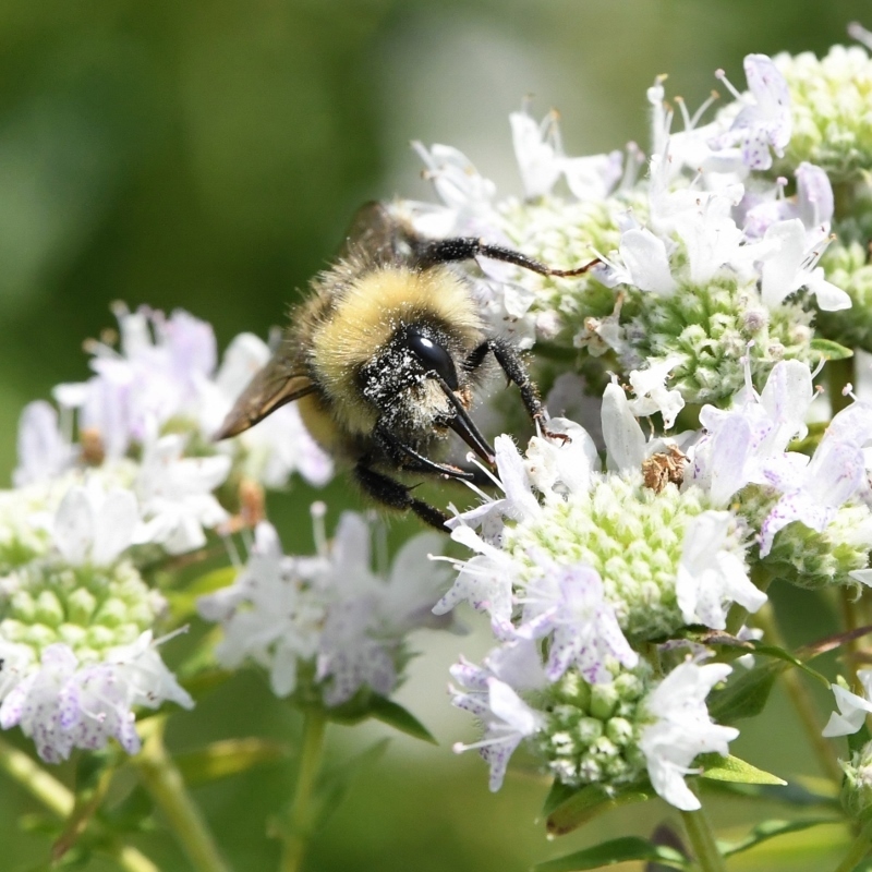 Yellow-banded Bumble Bee in July 2023 by roamingthewoods · iNaturalist