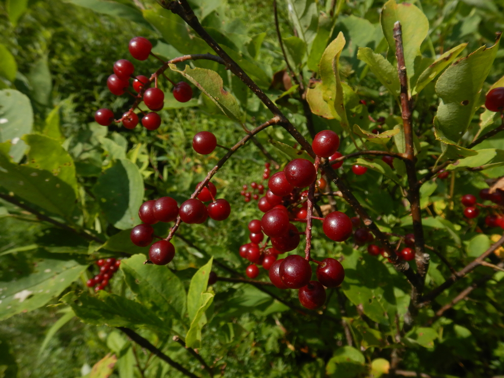 chokecherry in August 2023 by Mike Fitz · iNaturalist