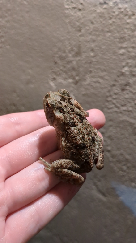 Beaked Toads from Lakeland on August 21, 2023 at 09:19 PM by cinder_the ...