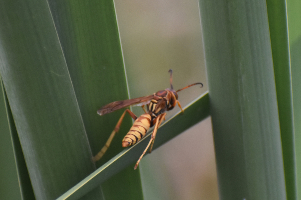 Golden Paper Wasp from Meoqui, Chih., México on August 21, 2023 at 05: ...
