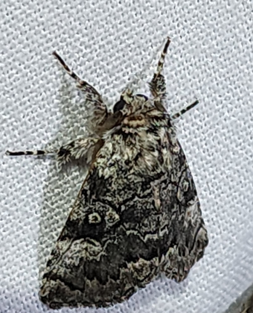 Laugher Moth from Hwy 179 @ Runge Nature Park, Jefferson City, MO 65109 ...