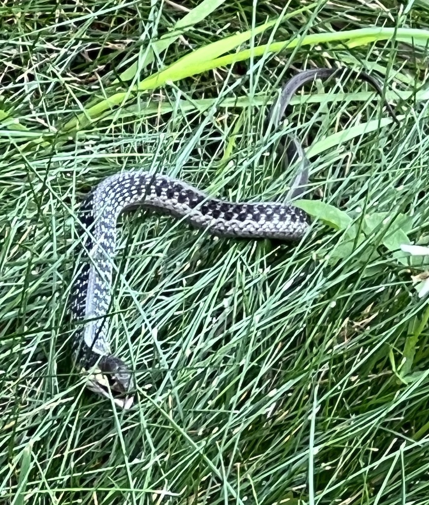 Common Garter Snake from Lammers Rd, Delton, MI, US on August 21, 2023 ...